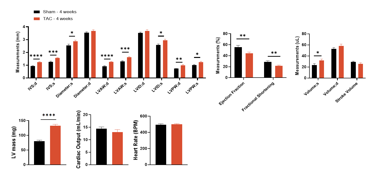 TAC Induced Hypertrophic Cardiomyopathy Model